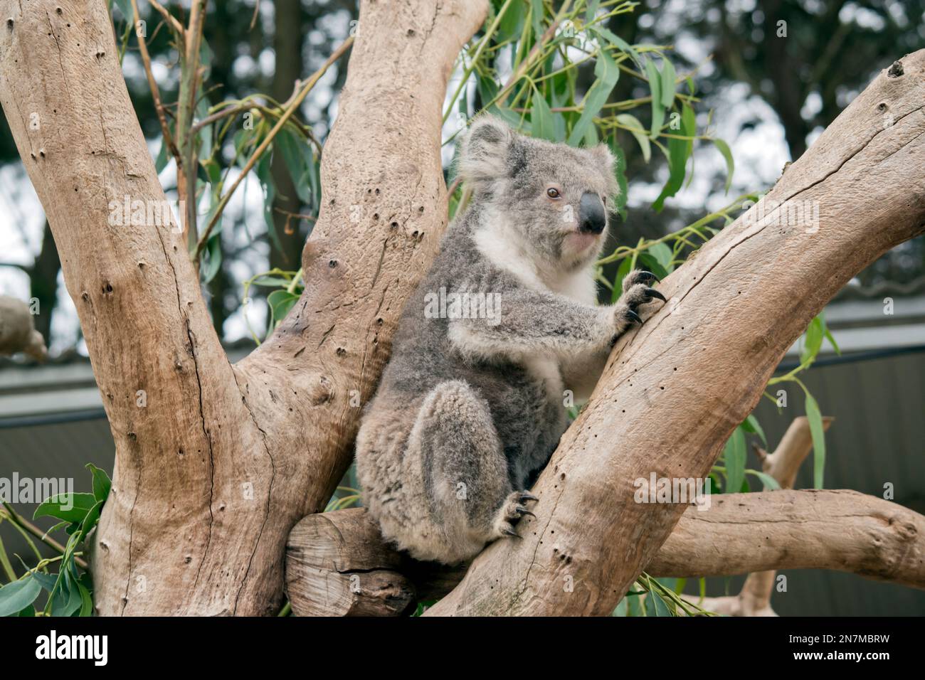 the koala has a large nose, bown eyes and white fluffy ears. It has ...