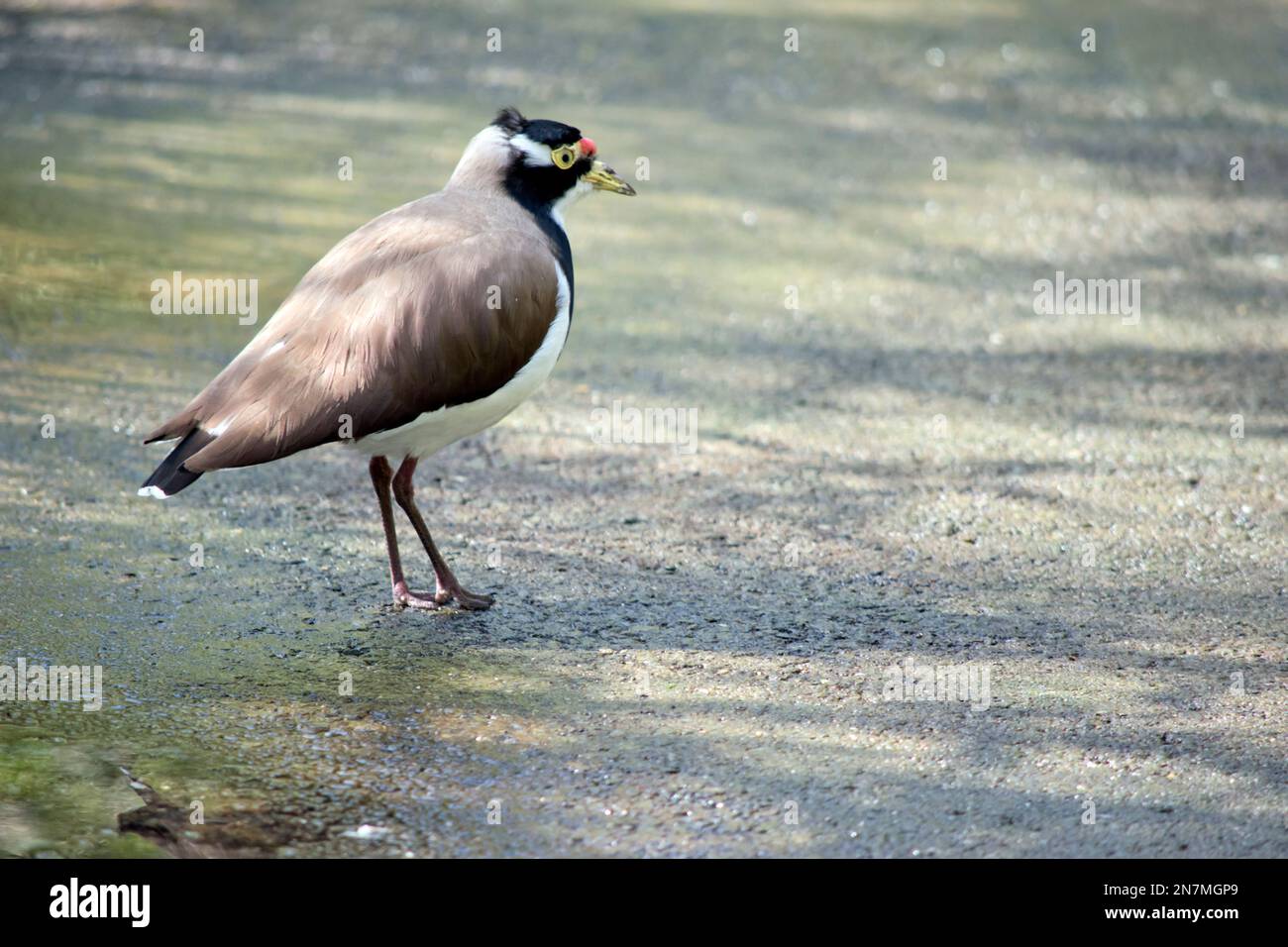 the banded lapwing is a black white and brown bird with a yellow beak ...