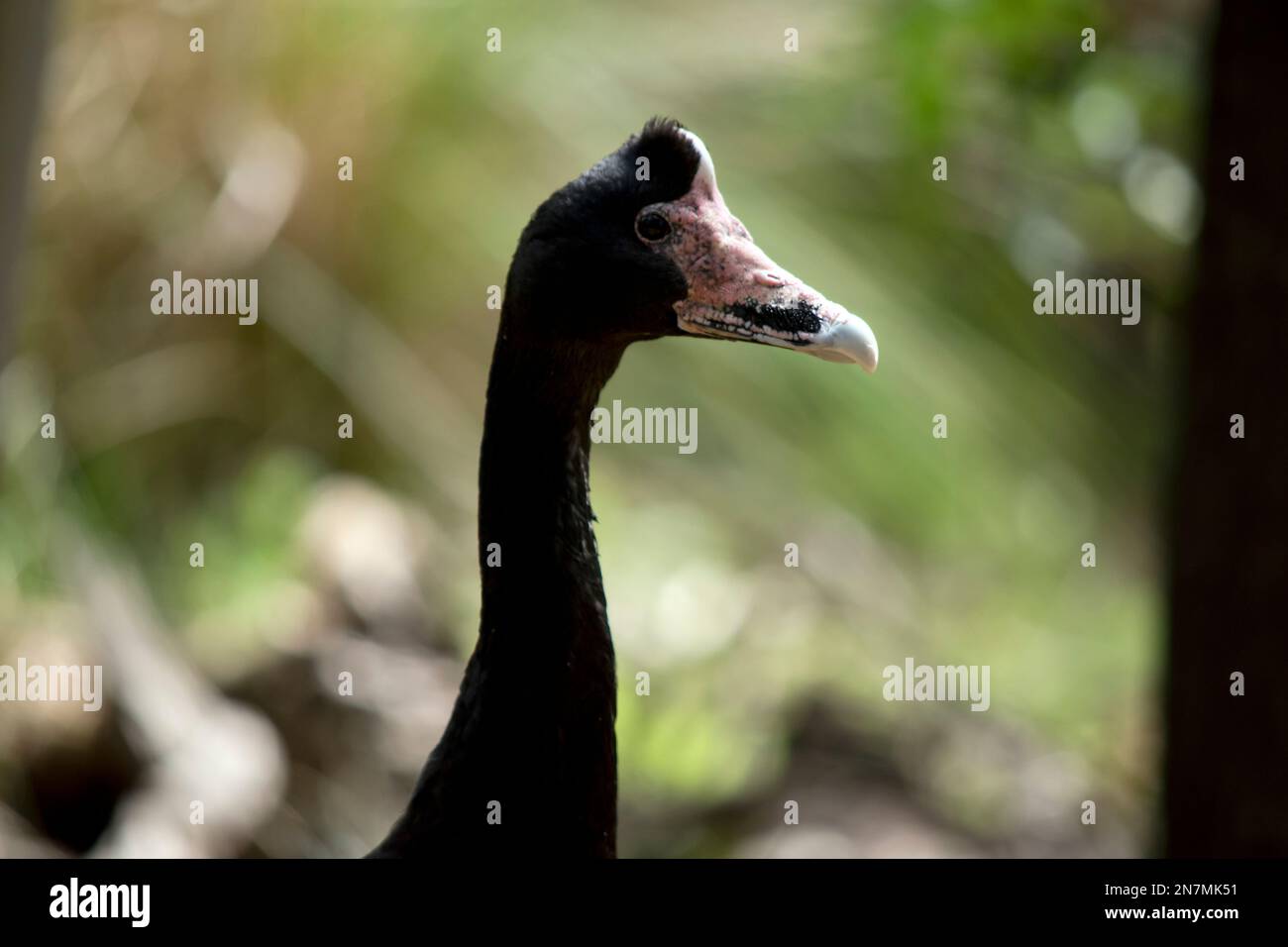 this is a side view of a magpie goose Stock Photo - Alamy