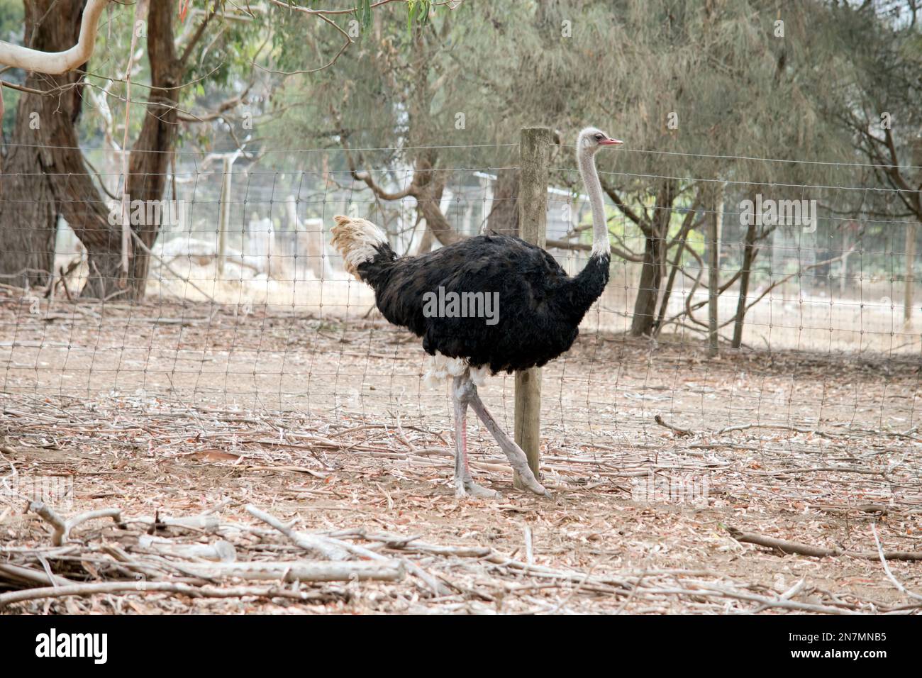 this is a side view of an ostrich Stock Photo - Alamy