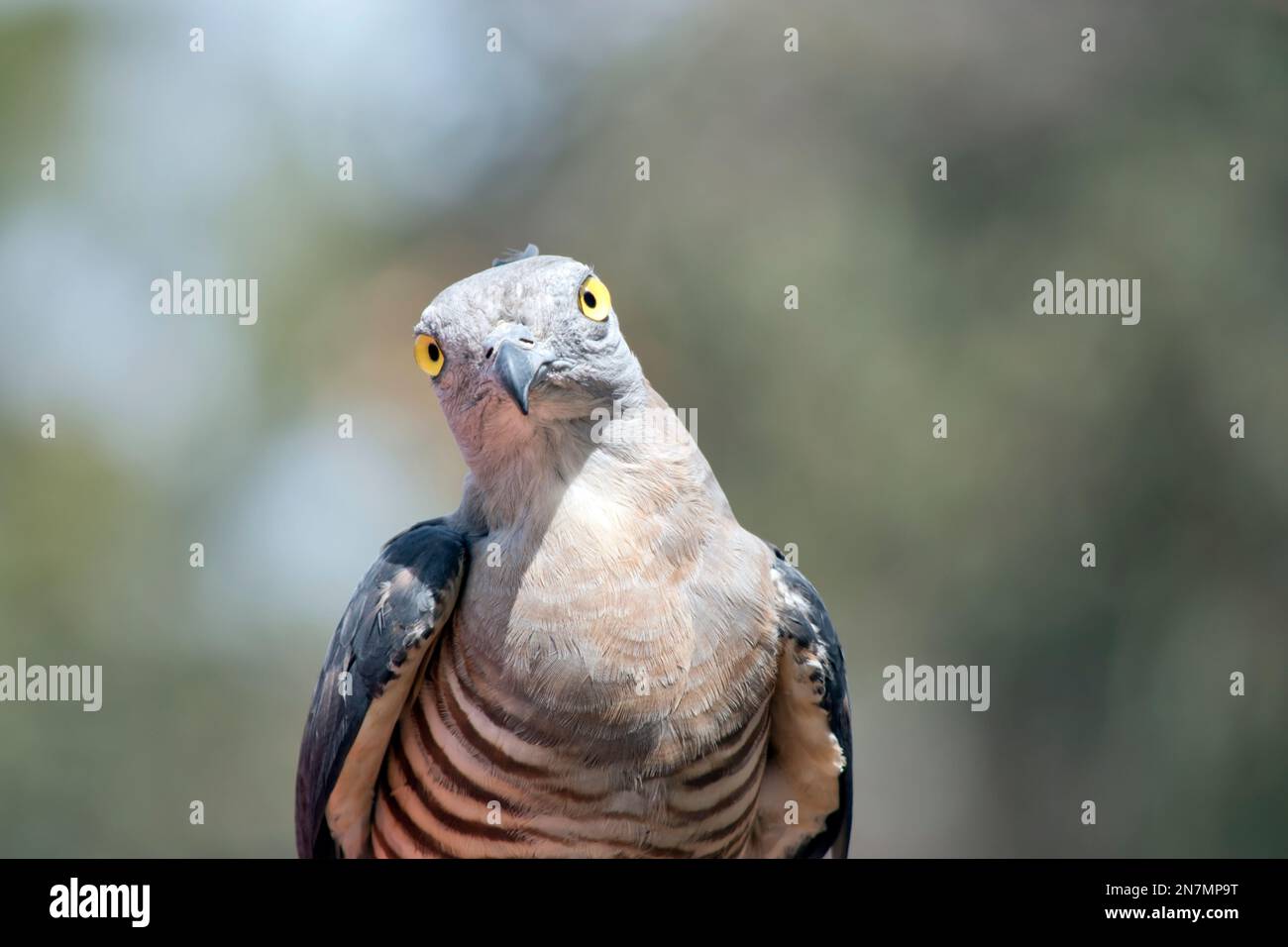 Pacific cuckoo falcon hi-res stock photography and images - Alamy