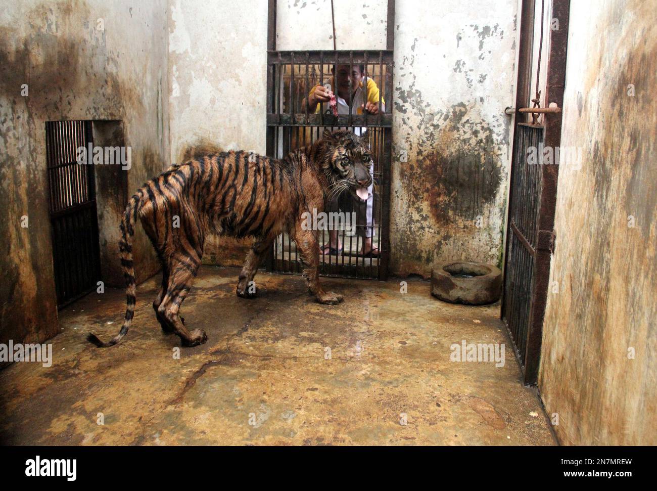 CORRECTS SPELLING OF TIGER'S NAME TO MELANI INSTEAD OF MELANIE - In ...