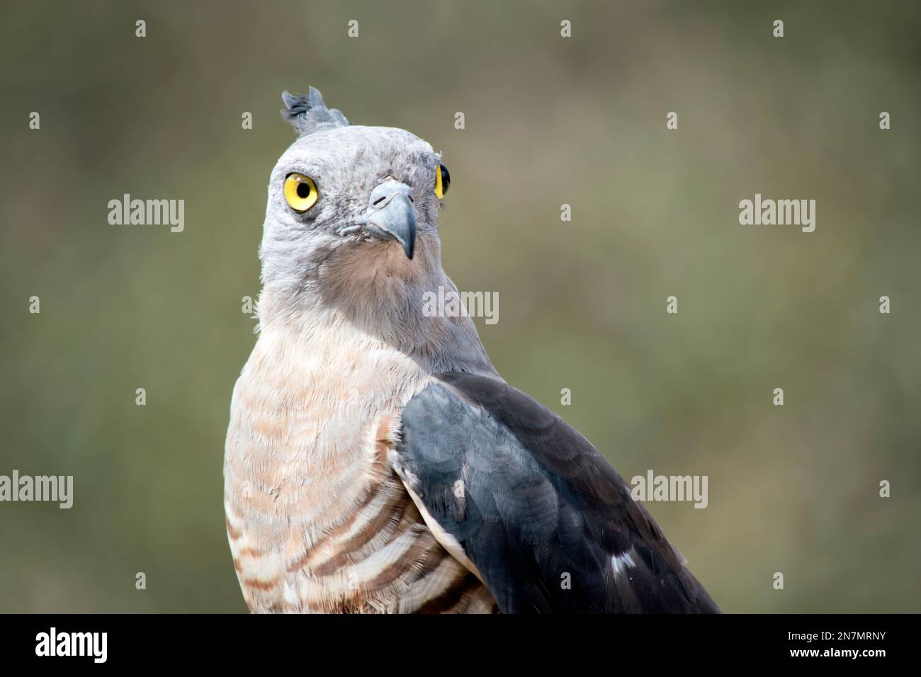 the pacific baza has piercing yellow eyes a grey head and neck, dark ...