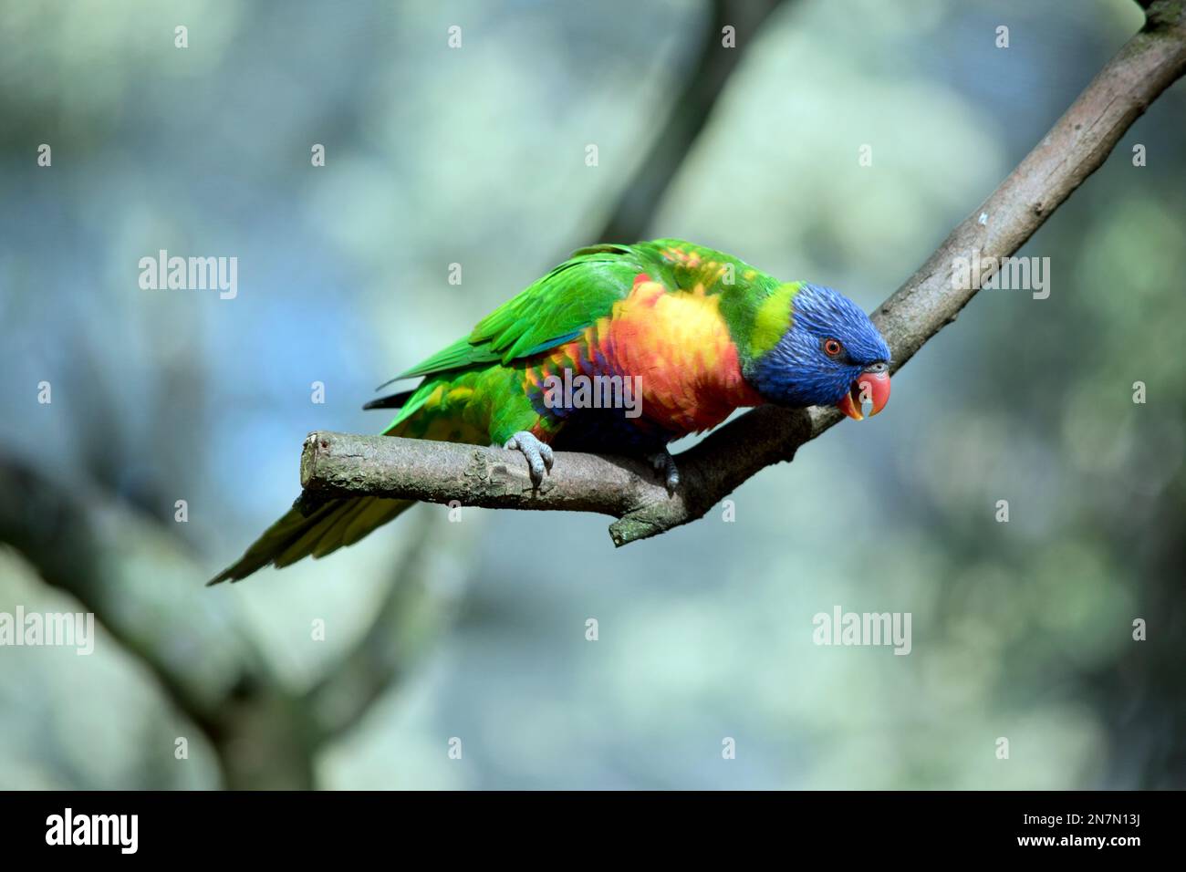 the rainbow lorikeet is singing in a tree Stock Photo - Alamy