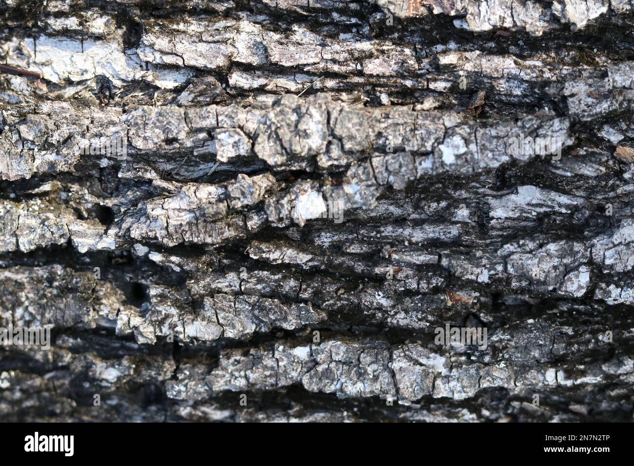 Photograph of texture of bark on a tree Stock Photo - Alamy