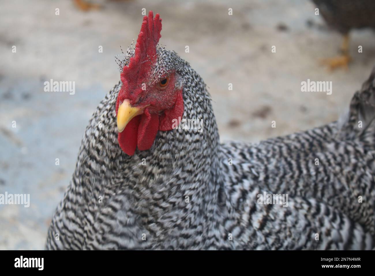 Close up portrait of a barred rock chicken rooster looking at the ...