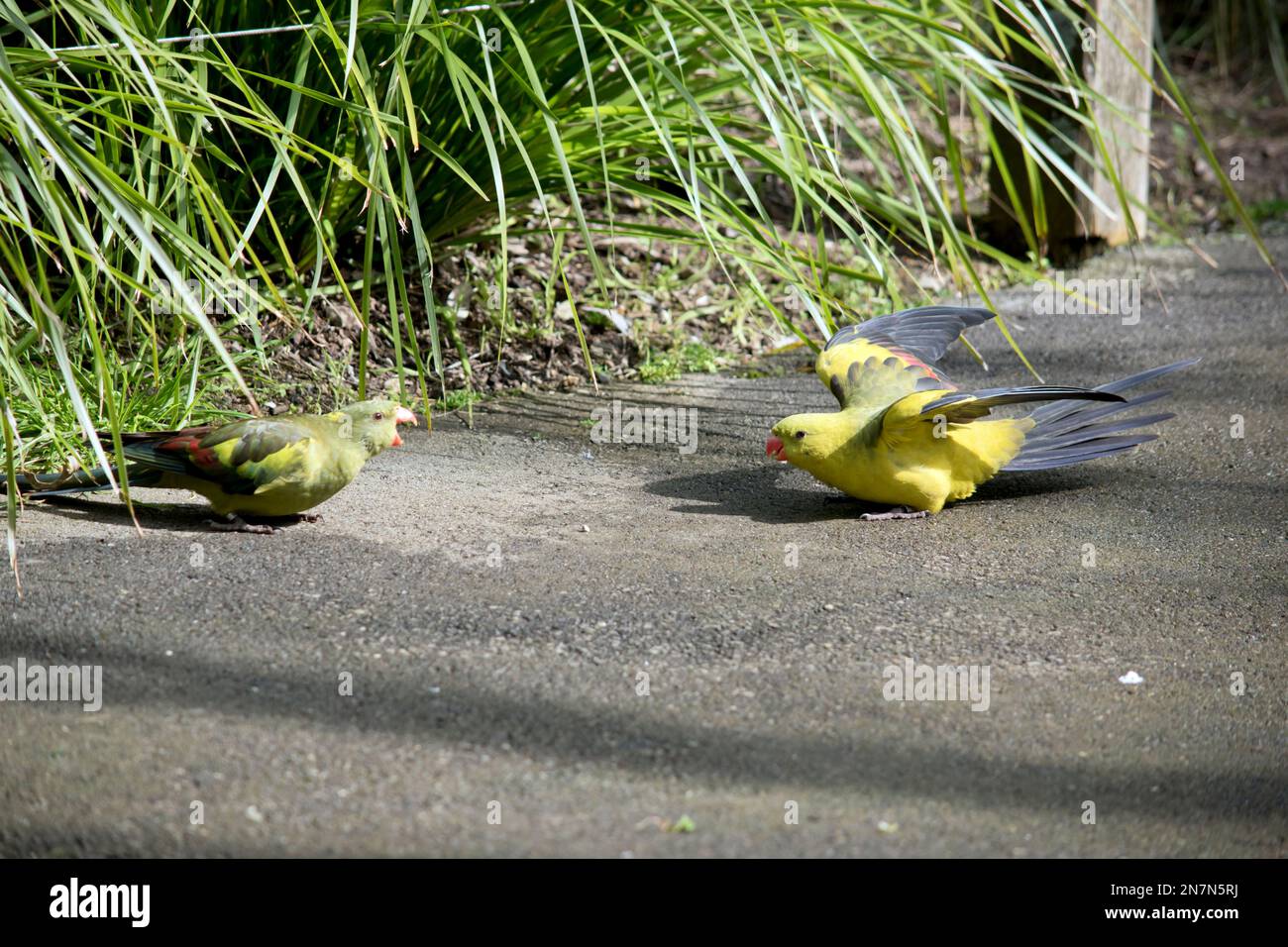 Ground parrot australia hi-res stock photography and images - Alamy
