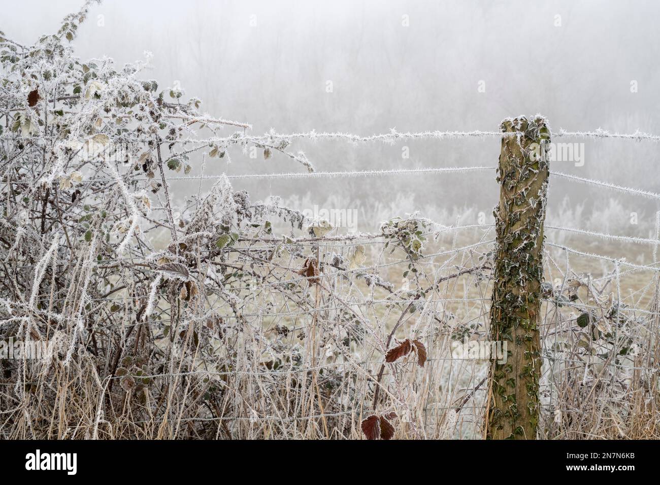 Rubus fruticosus. Bramble bush and fence covered in a hoar frost in the ...