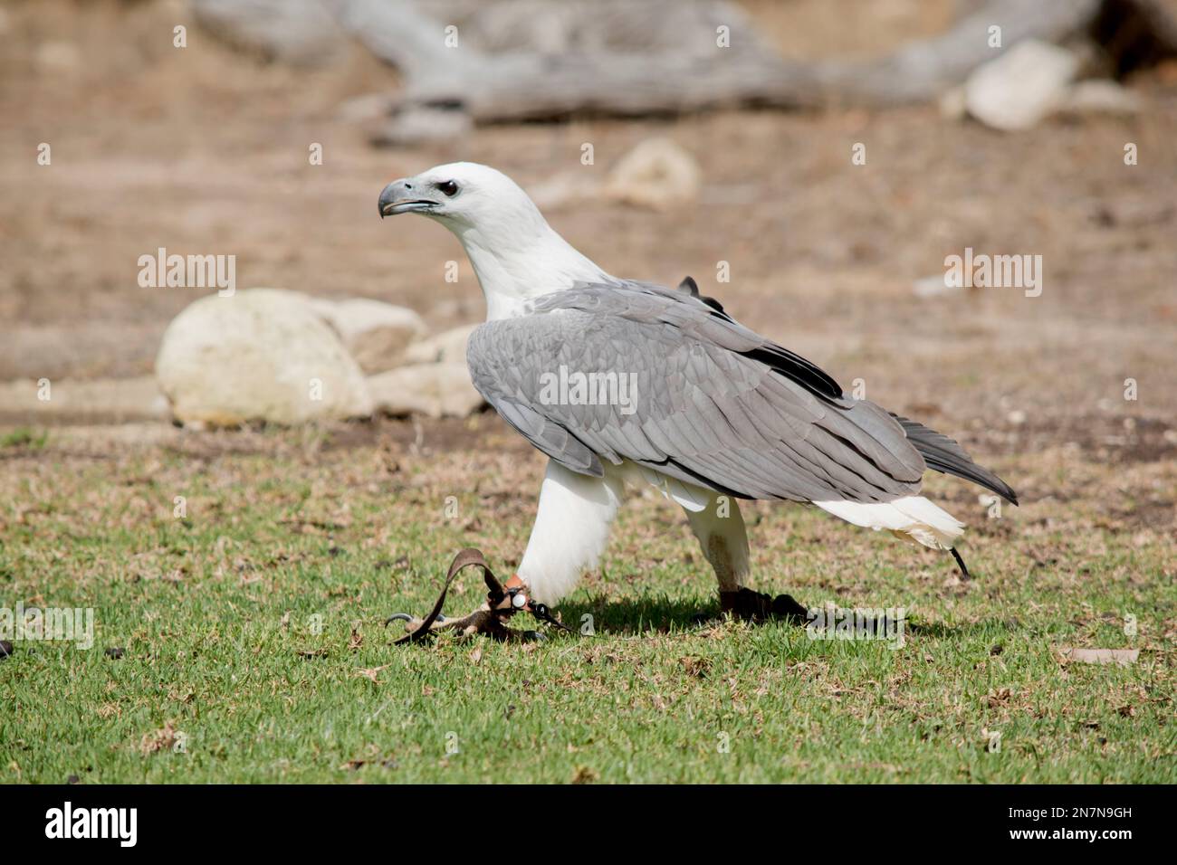 Eagle walking hi-res stock photography and images - Alamy