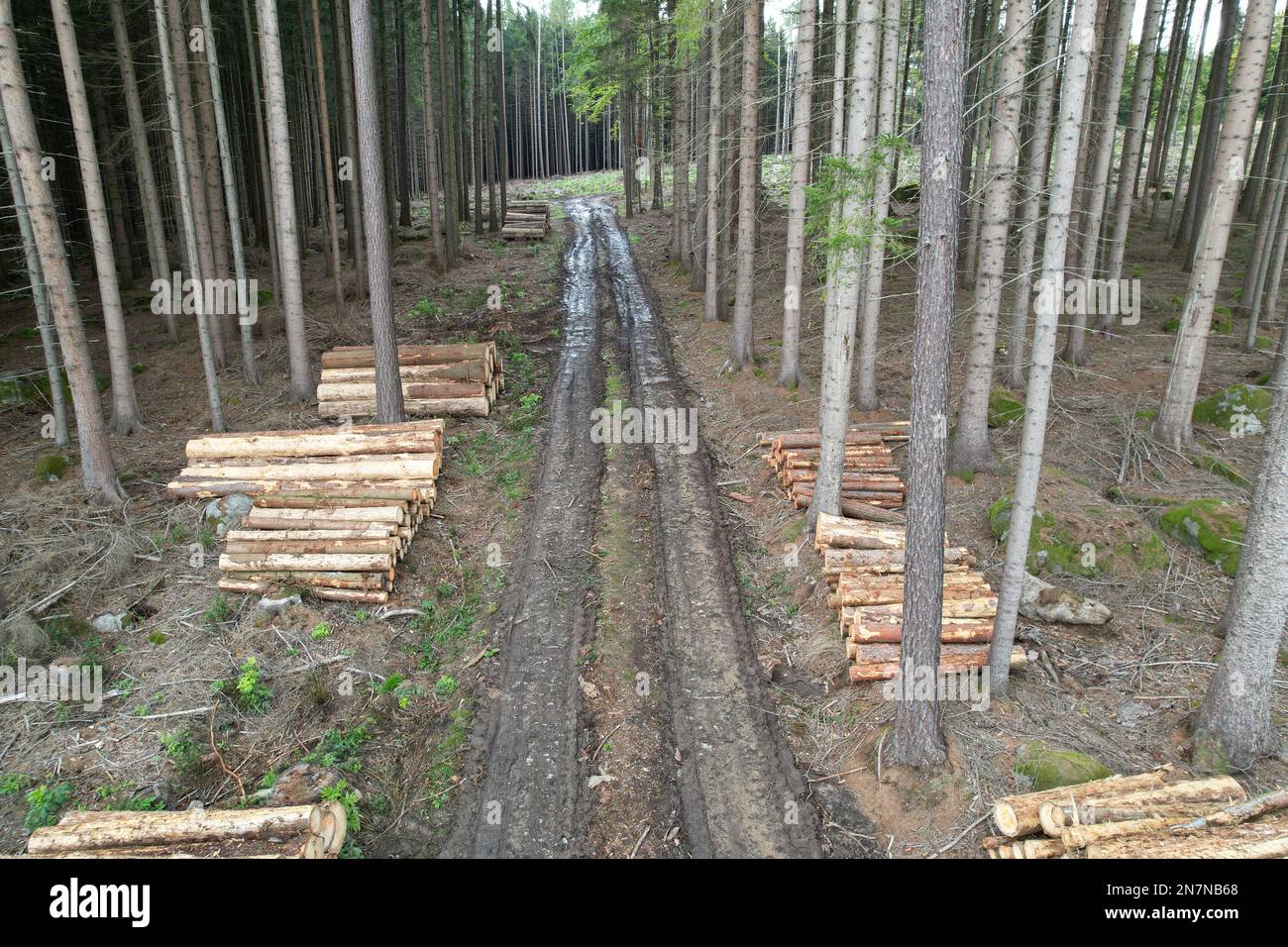 An aerial view of tree logs stacked in a forest - deforestation in ...