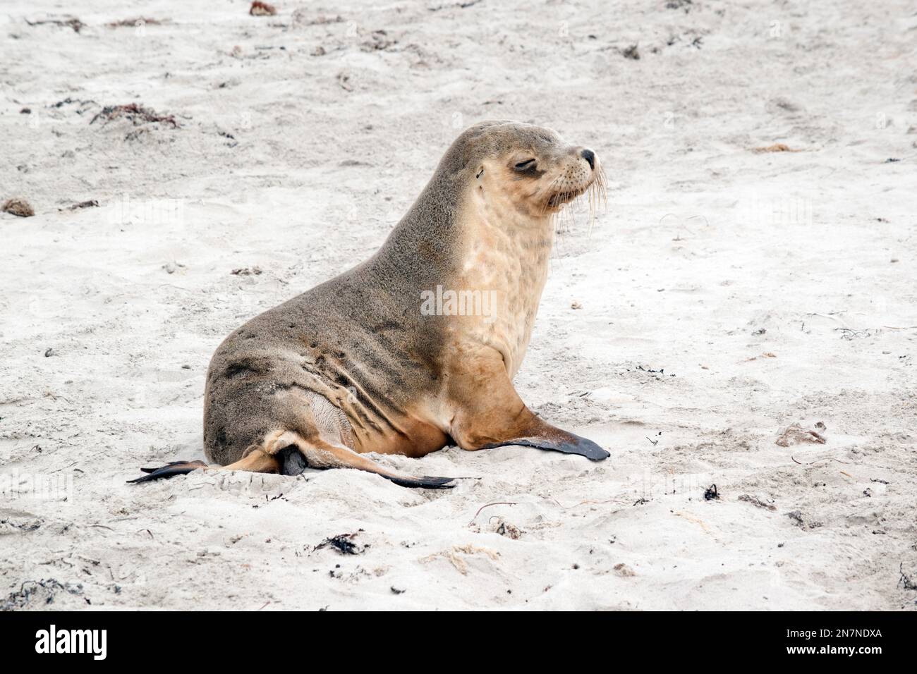 the sea lion pup is waiting on the beach for it mother to return with ...