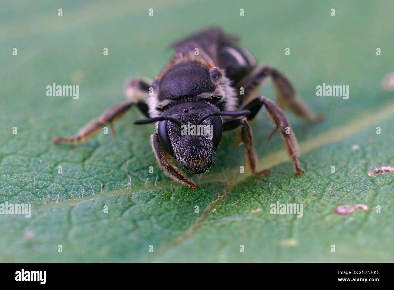 Detailed closeup on an aquatic endangered African Algerian ribbed newt ...