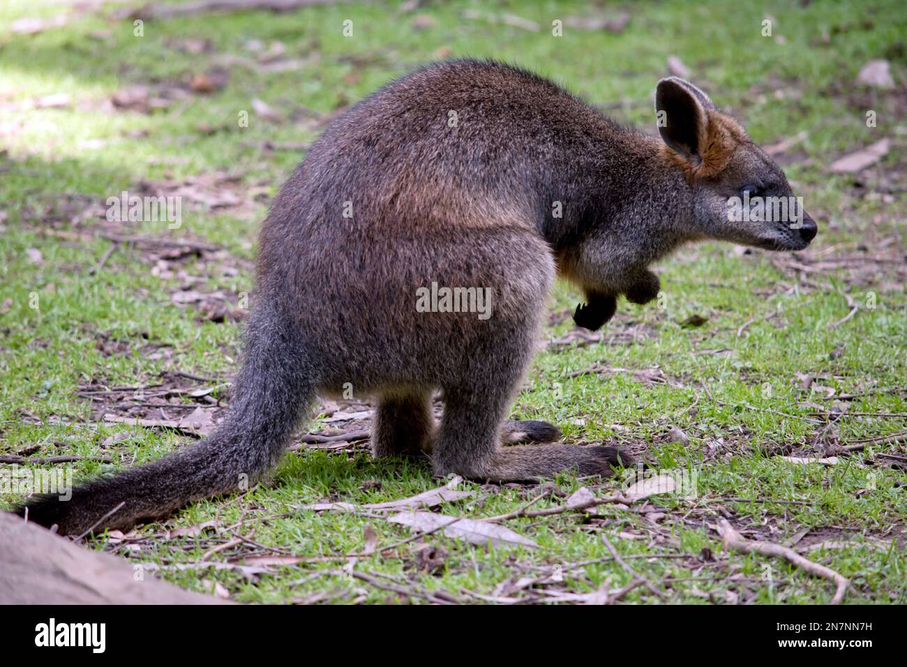 Swamp wallaby hi-res stock photography and images - Alamy