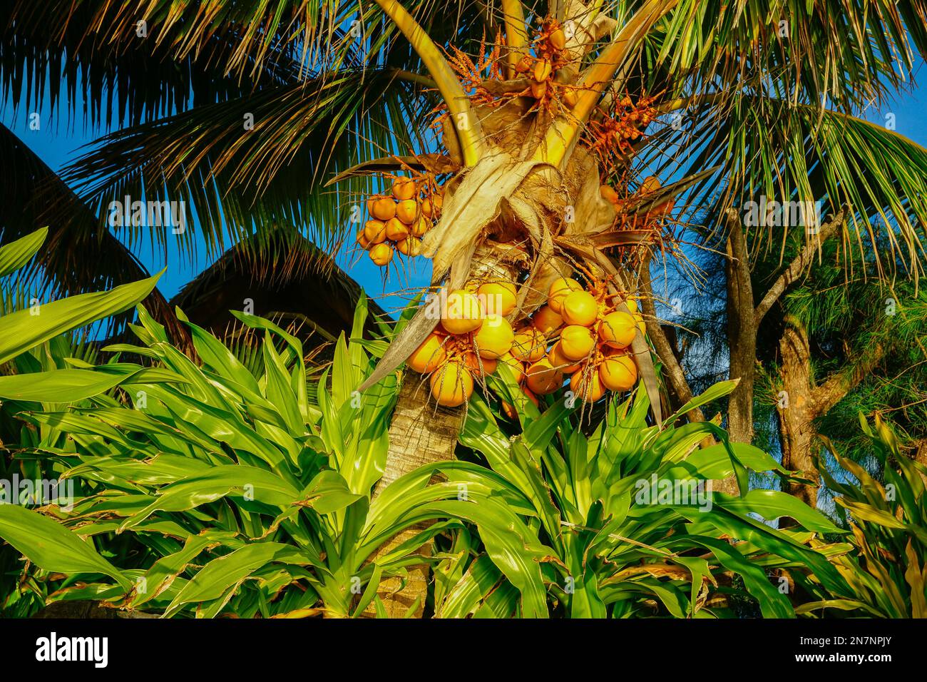 Bunches of unripe coconuts of different stages hanging in palm tree ...