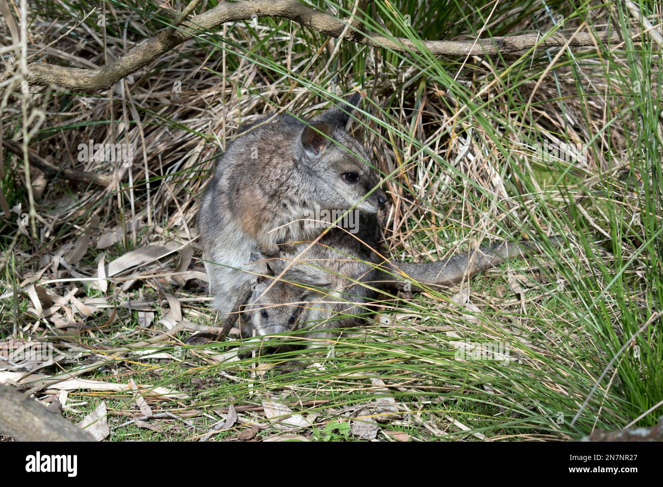The tammar wallaby is a small grey wallaby with tan arms and white ...