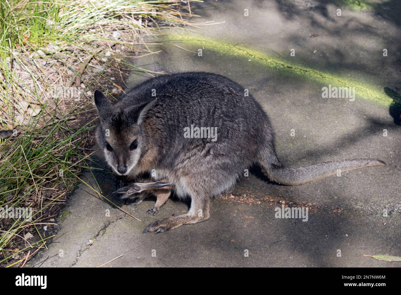 The tammar wallaby is a small grey wallaby with tan arms and white ...