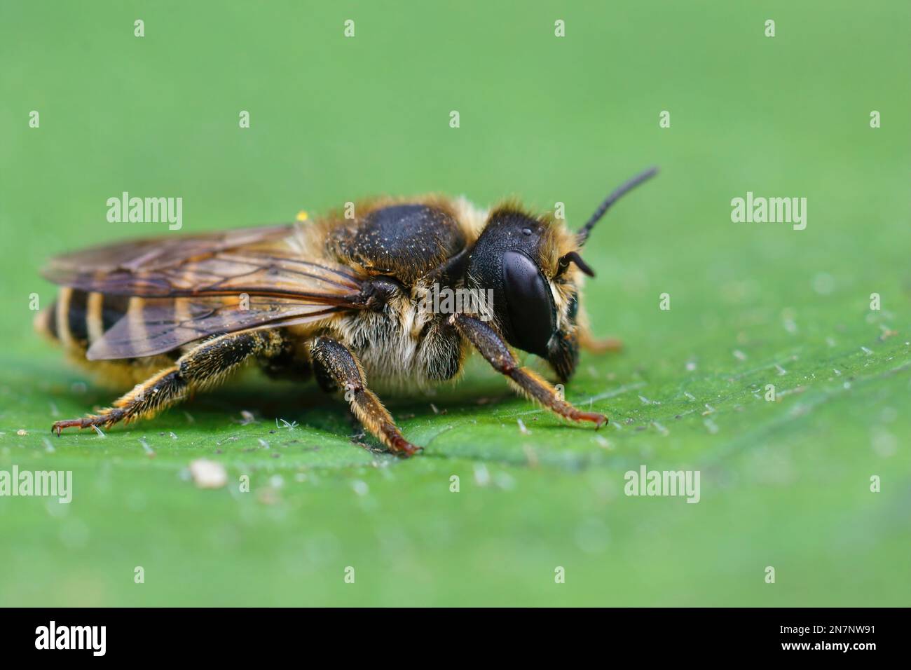 Natural closeup on a female banded mud bee, Megachile ericetorum ...