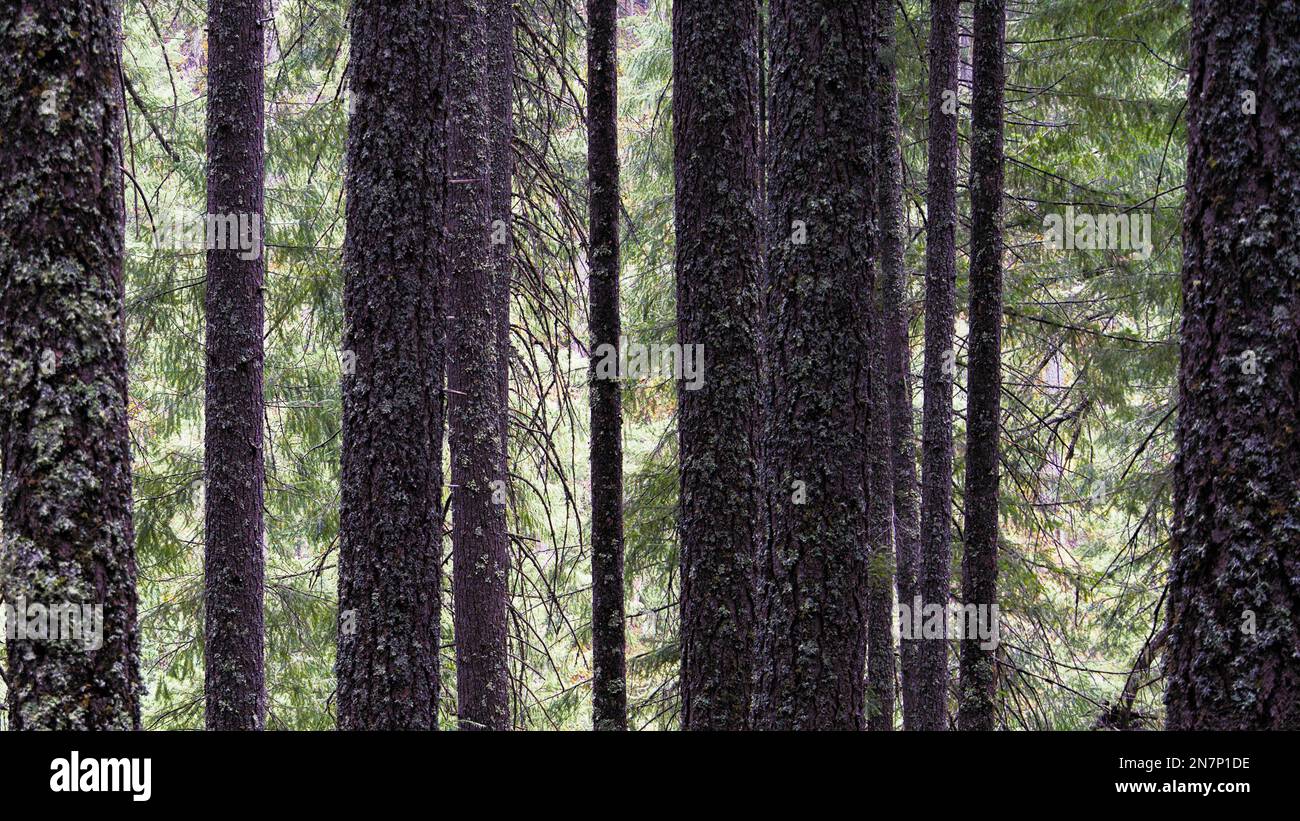 Alpine tree trunks with green leaves in between Stock Photo - Alamy
