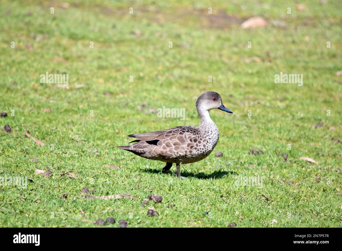 Female teal duck hi-res stock photography and images - Alamy