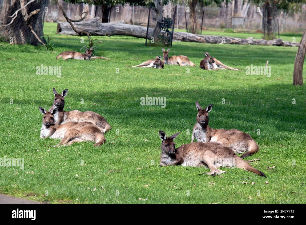 this is a mob of western grey kangaroo resting on the grass Stock Photo ...