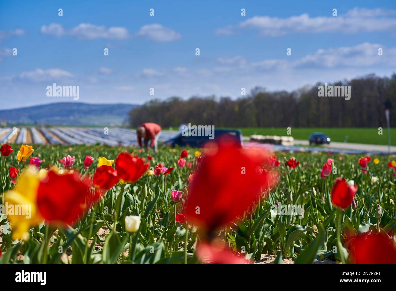 Tulip field on sunny Easter spring. Woman cut and pick flowers on ...