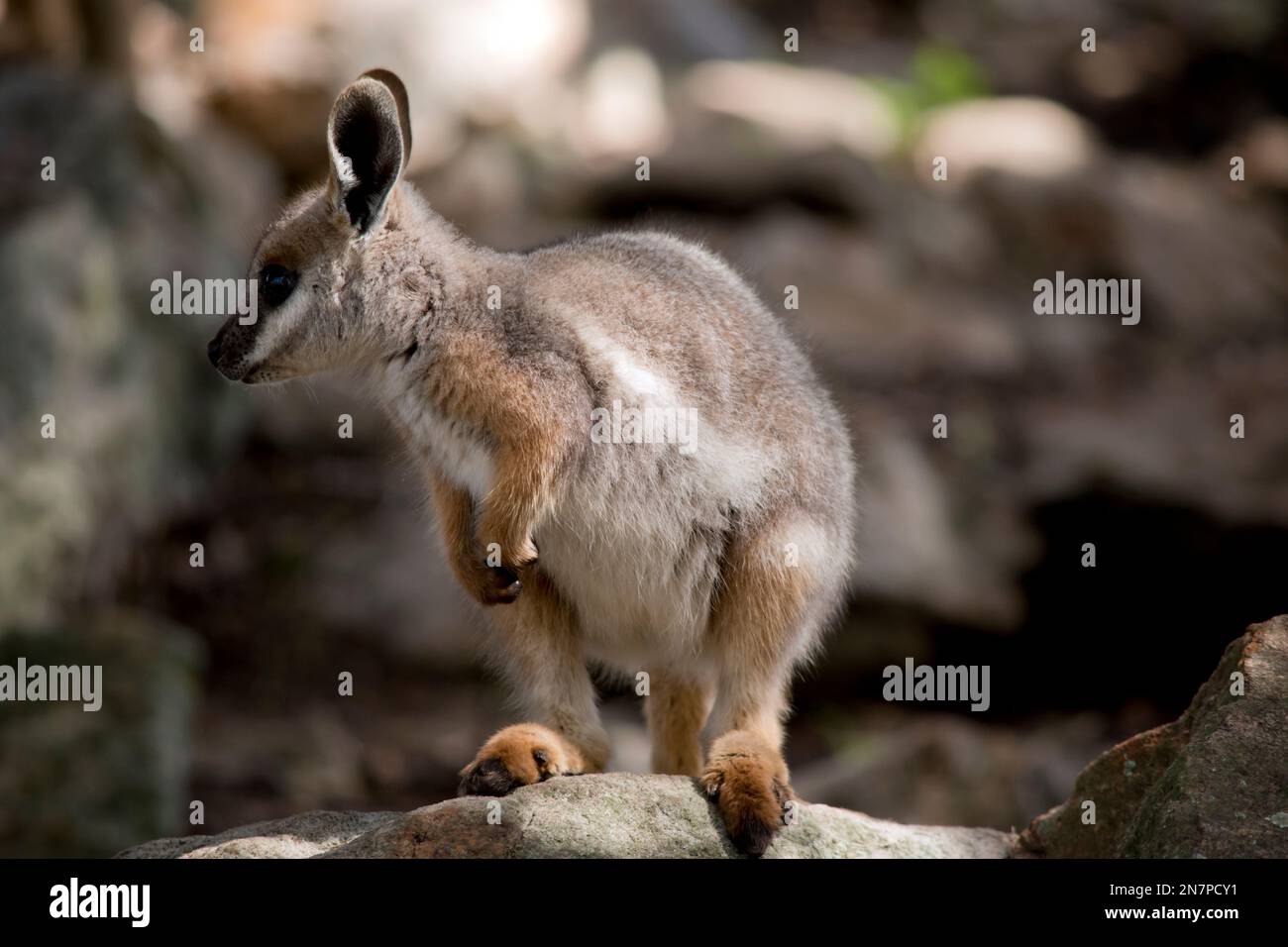 the yellow footed rock wallaby has a grey body with tan arms and a ...