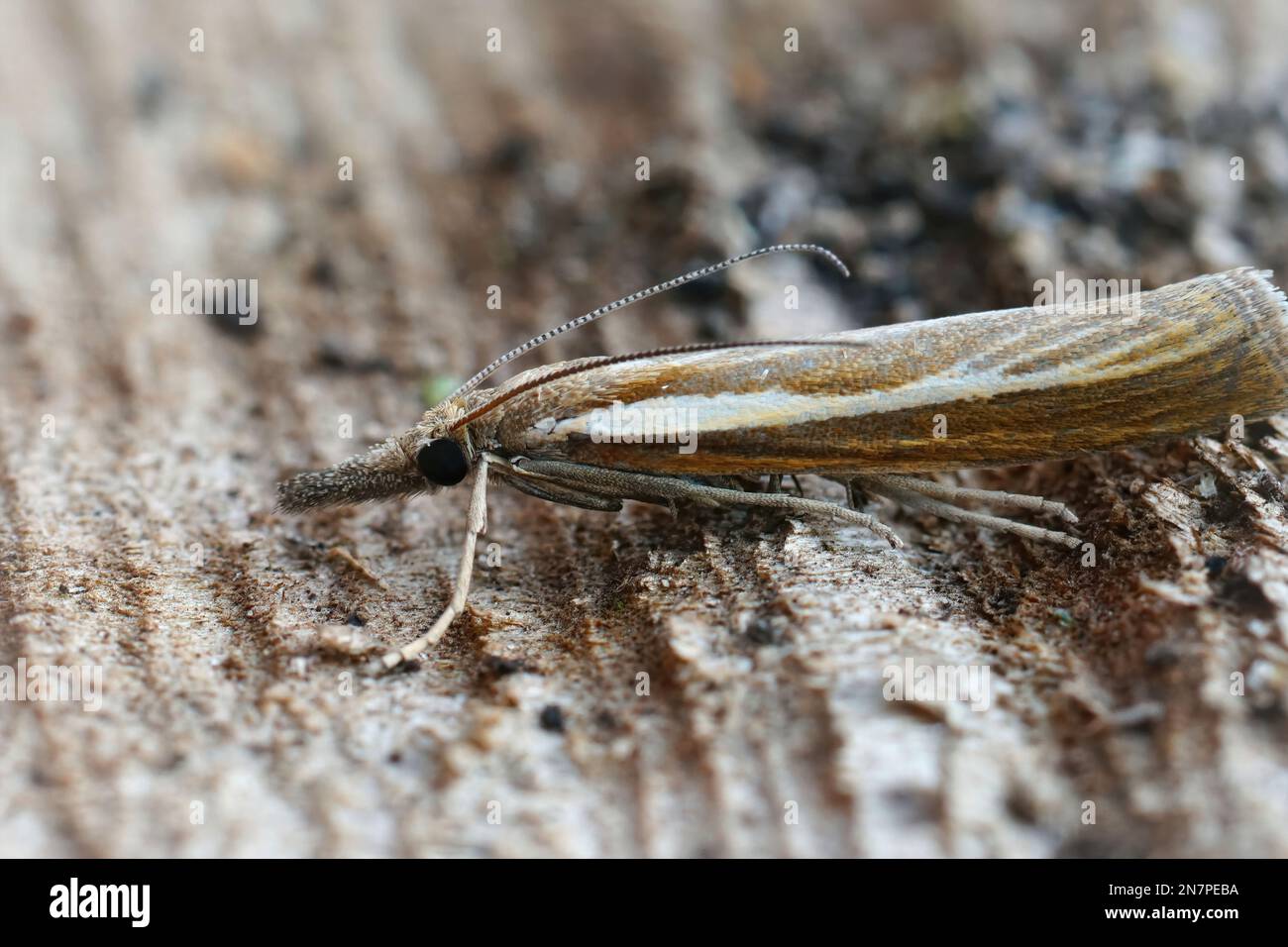 Detailed closeup on the Common grass veneer, Agriphila tristella ...