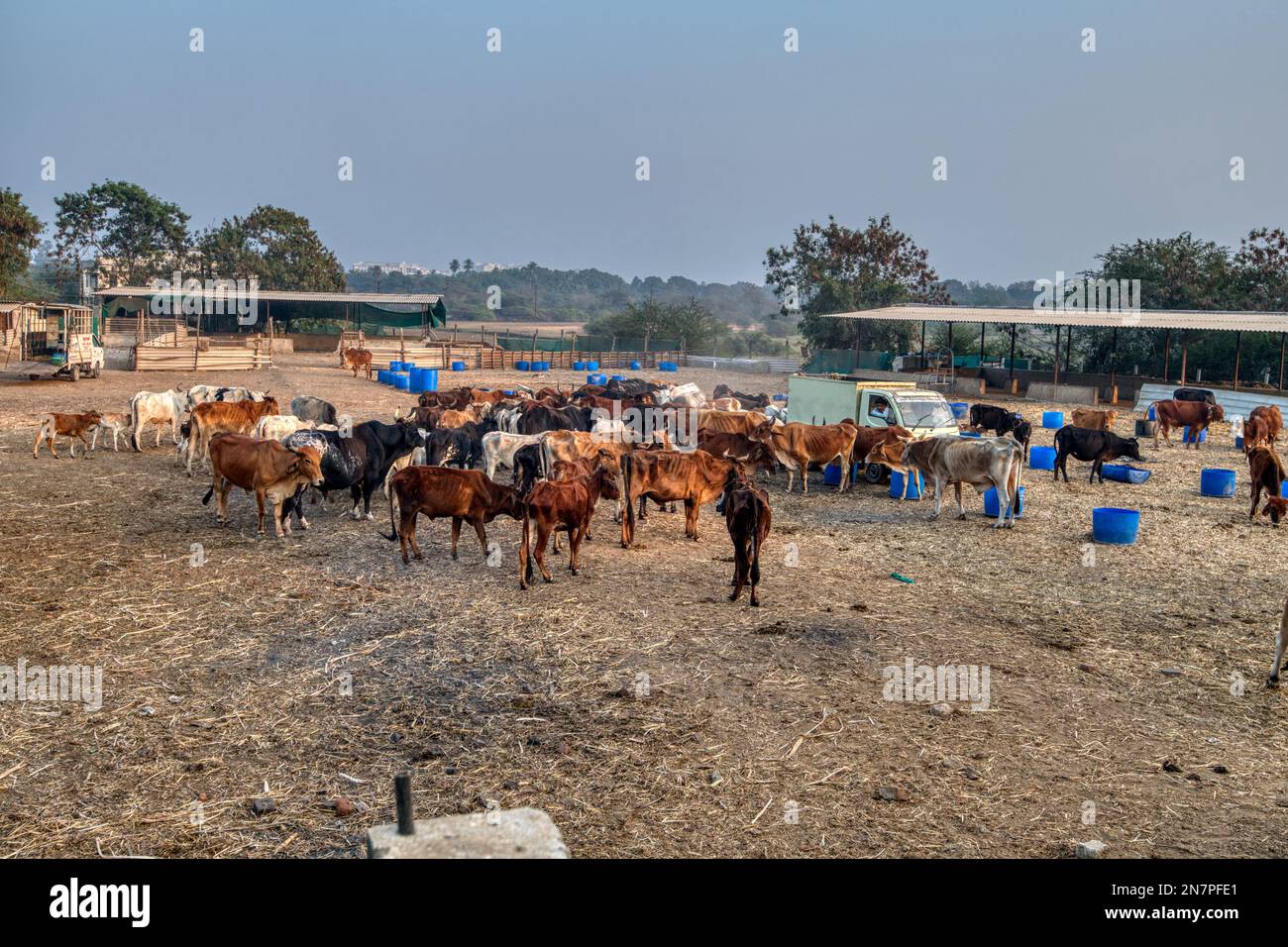 Cattle farm, near Tithal Beach Valsad, Gujarat, India Stock Photo - Alamy