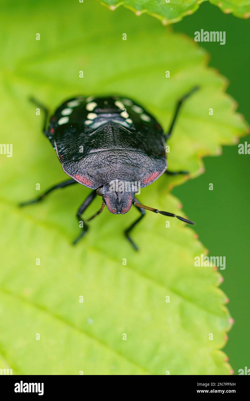 Natural closeup of a colorful green nymph of the Southern Green Stink ...