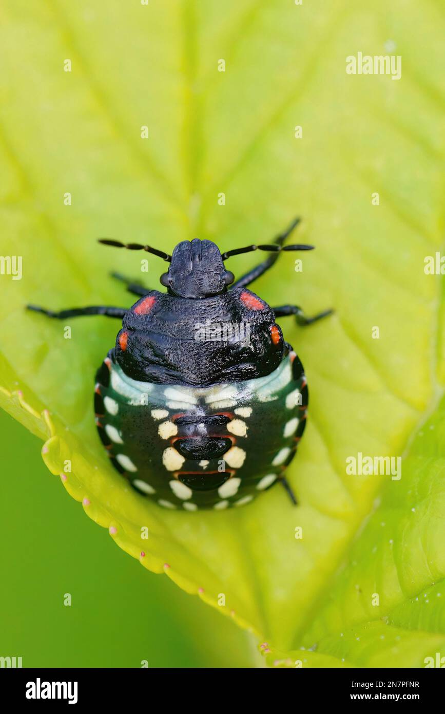 Natural closeup of a colorful black nymph of the Southern Green Stink ...