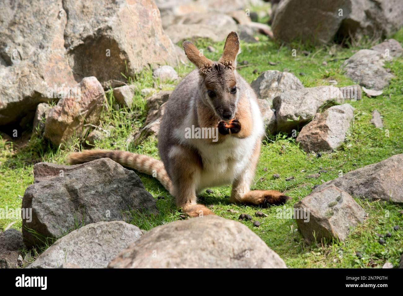 the yellow footed rock wallaby has a grey body with tan arms and a ...