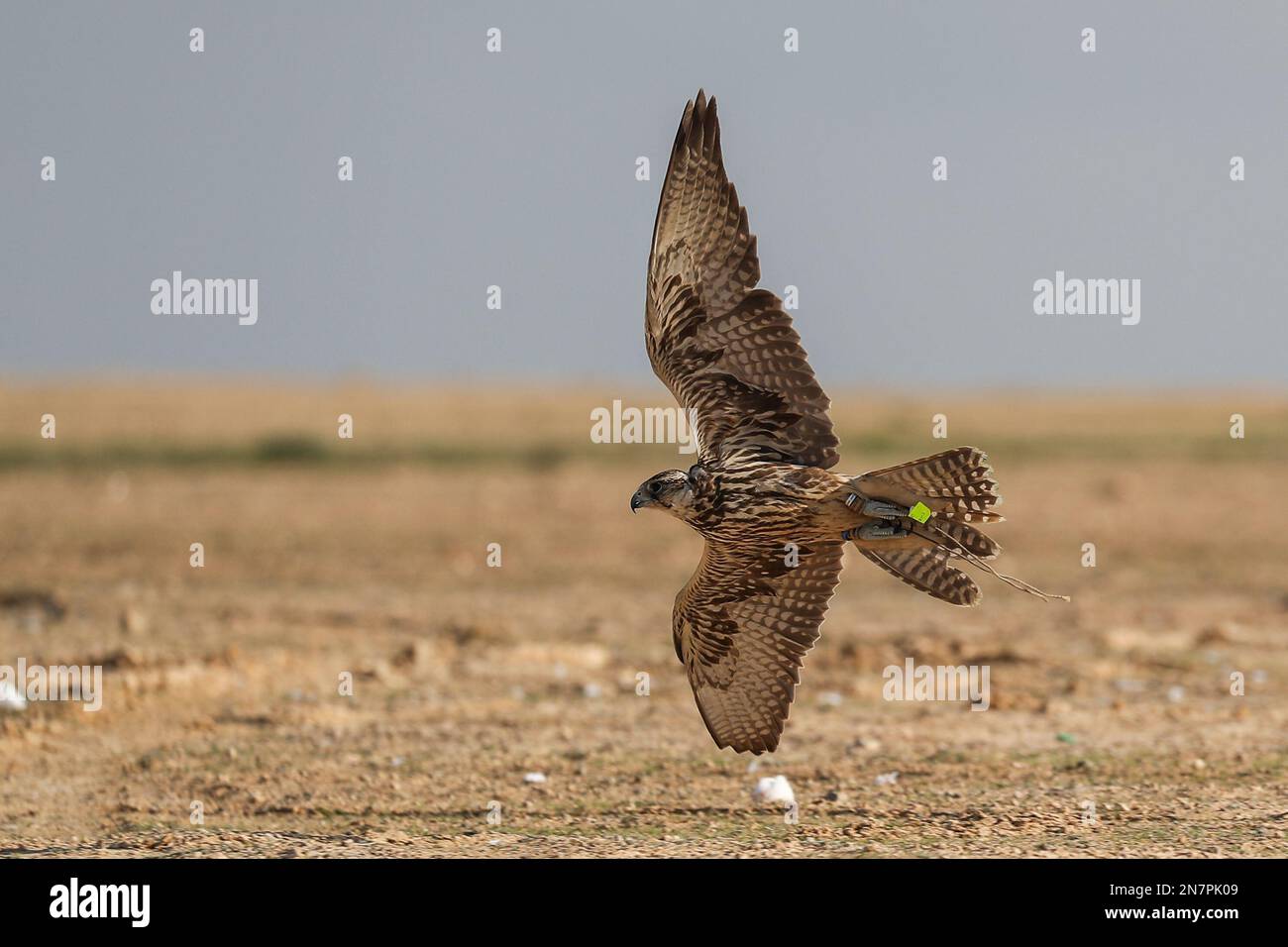 Borg El Arab, Egypt. 10th Feb, 2023. A falcon dives down to his owner ...
