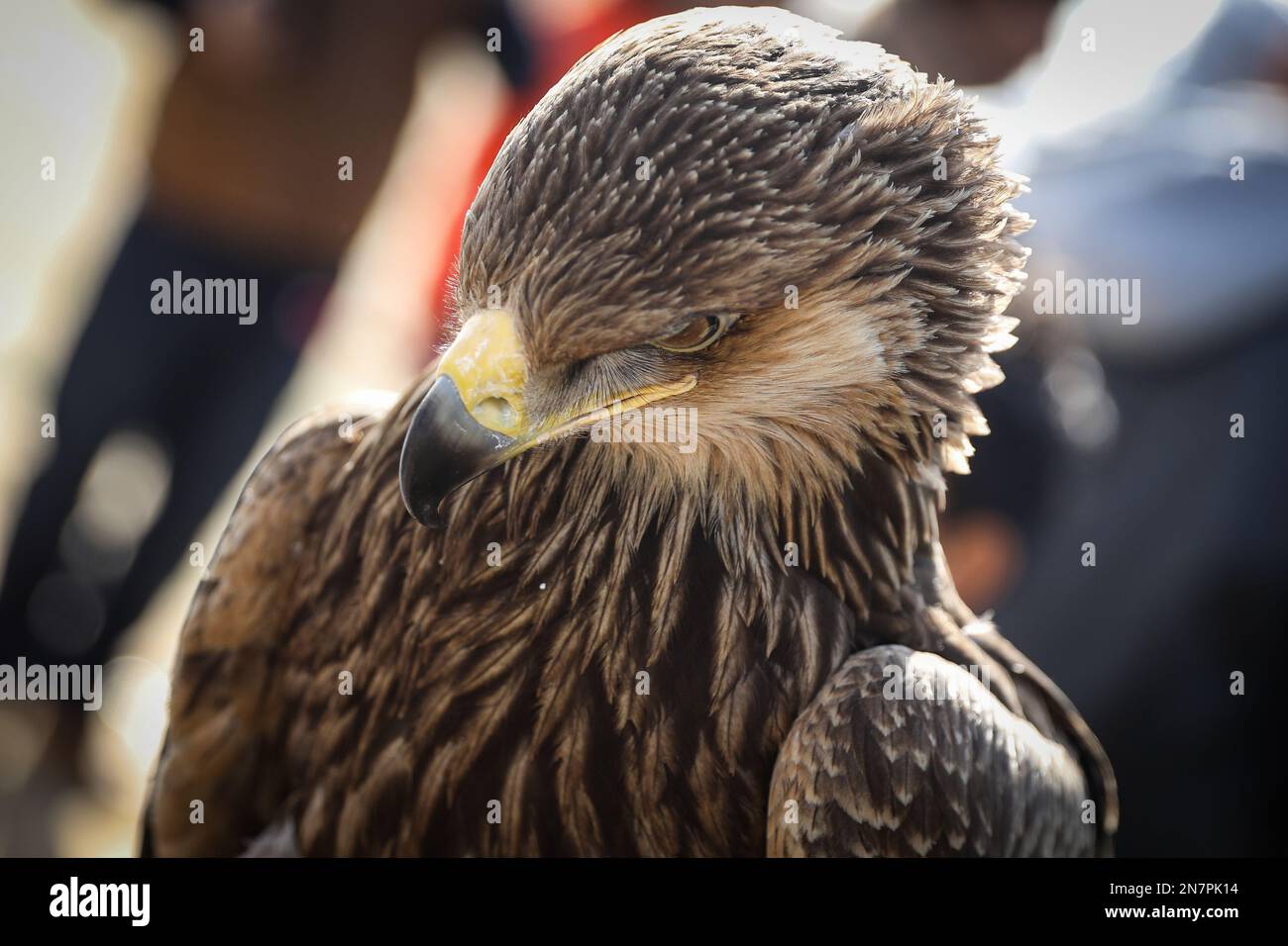 Borg El Arab, Egypt. 10th Feb, 2023. A golden eagle is pictured before ...