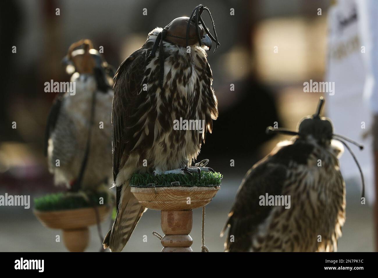 Borg El Arab, Egypt. 10th Feb, 2023. Falcons are pictured during Horus ...