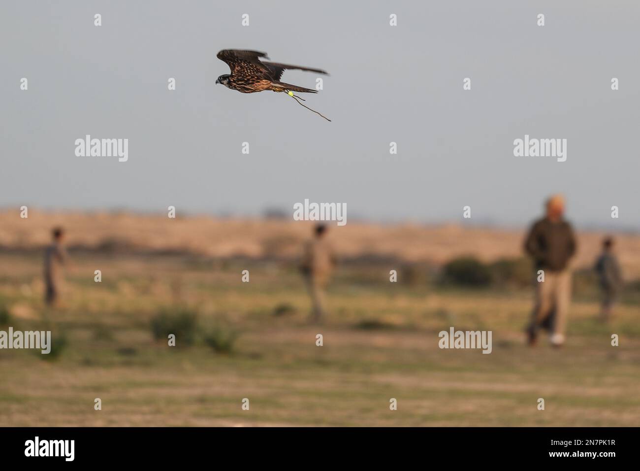 Ancient egypt falcon hunting hi-res stock photography and images - Alamy