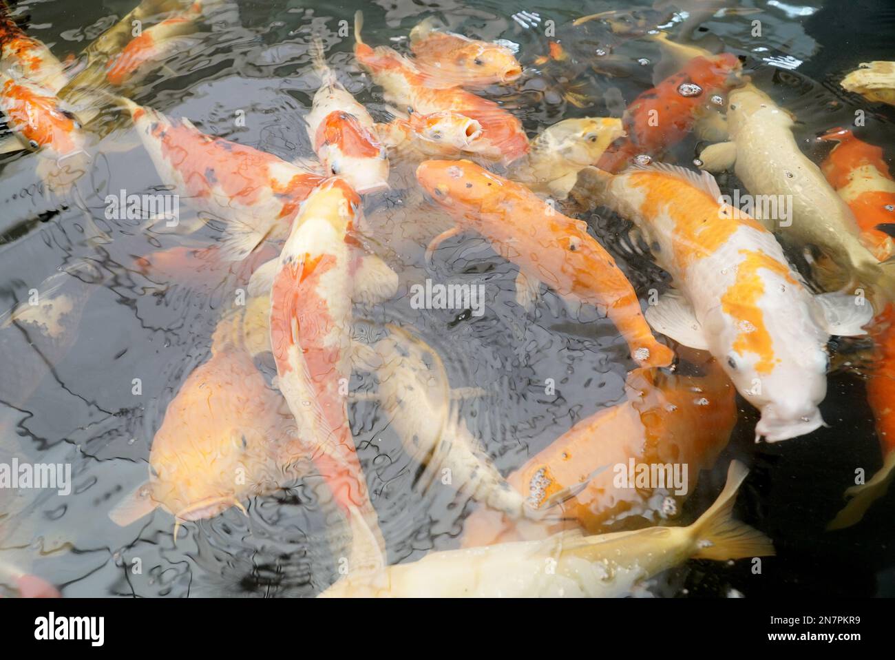 Koi fish in a ponds Stock Photo - Alamy