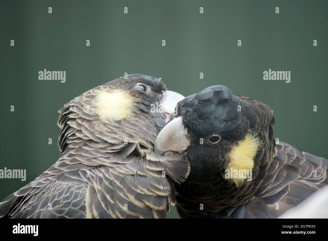 the yellow tailed black cockatoo has a yellow cheek grey beak and black ...