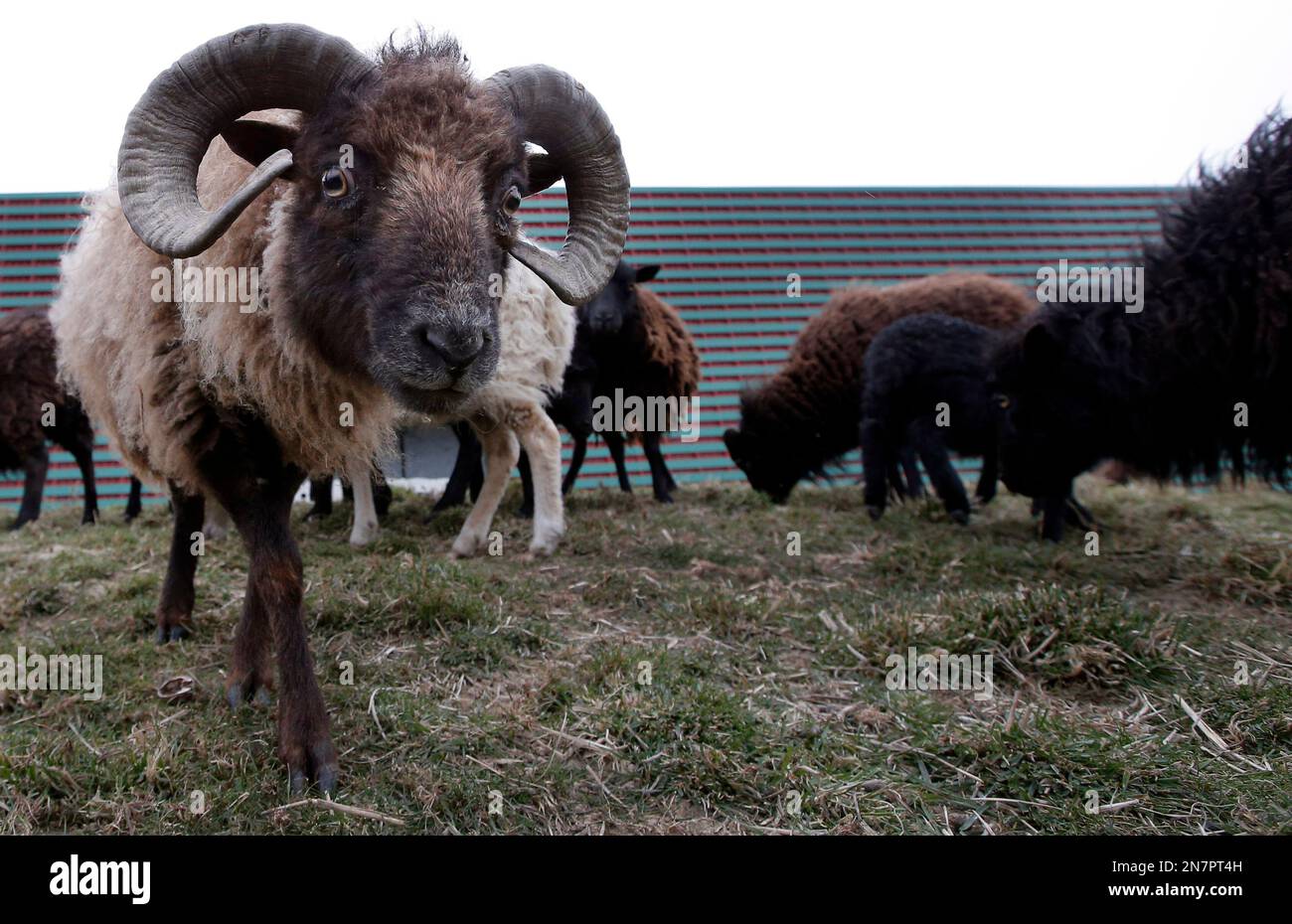 In this photo dated Thursday, April 4, 2013, sheep used in replacement ...