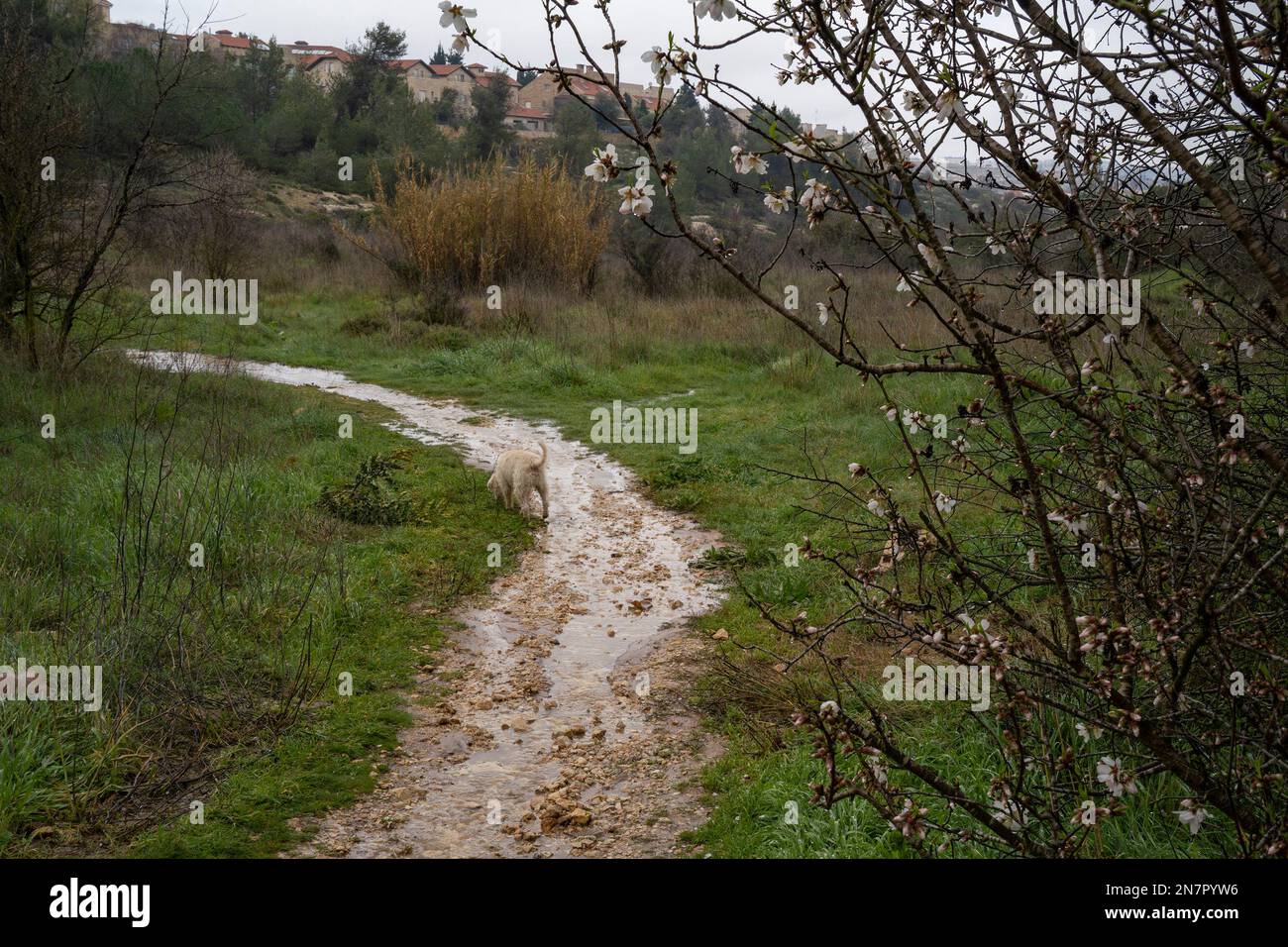 A flowering almond tree by a flooded footpath on a winter day near ...