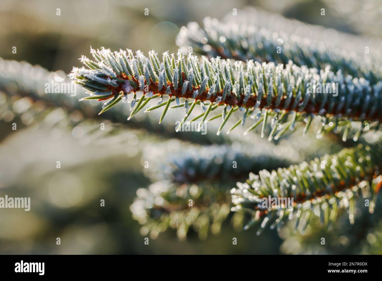 Natural field of growing Christmas trees Stock Photo - Alamy