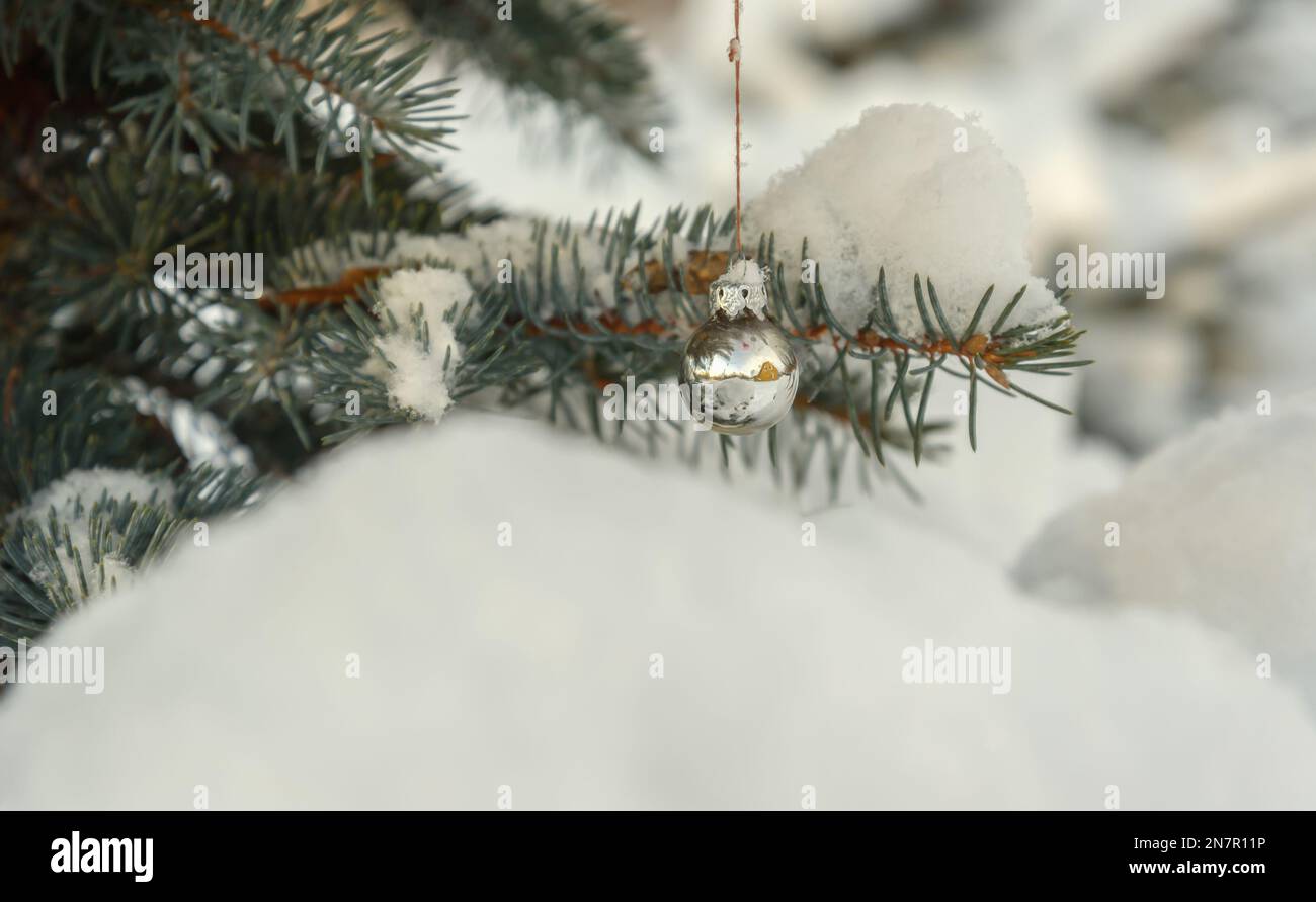 Growing christmas tree hi-res stock photography and images - Alamy