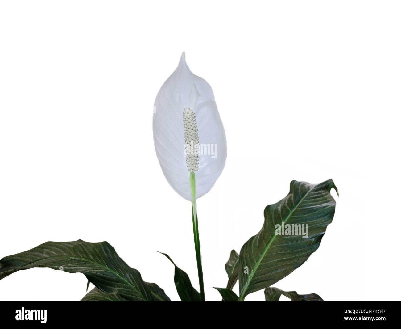 Peace lily flower isolated on white. Spathiphyllum plant Stock Photo ...