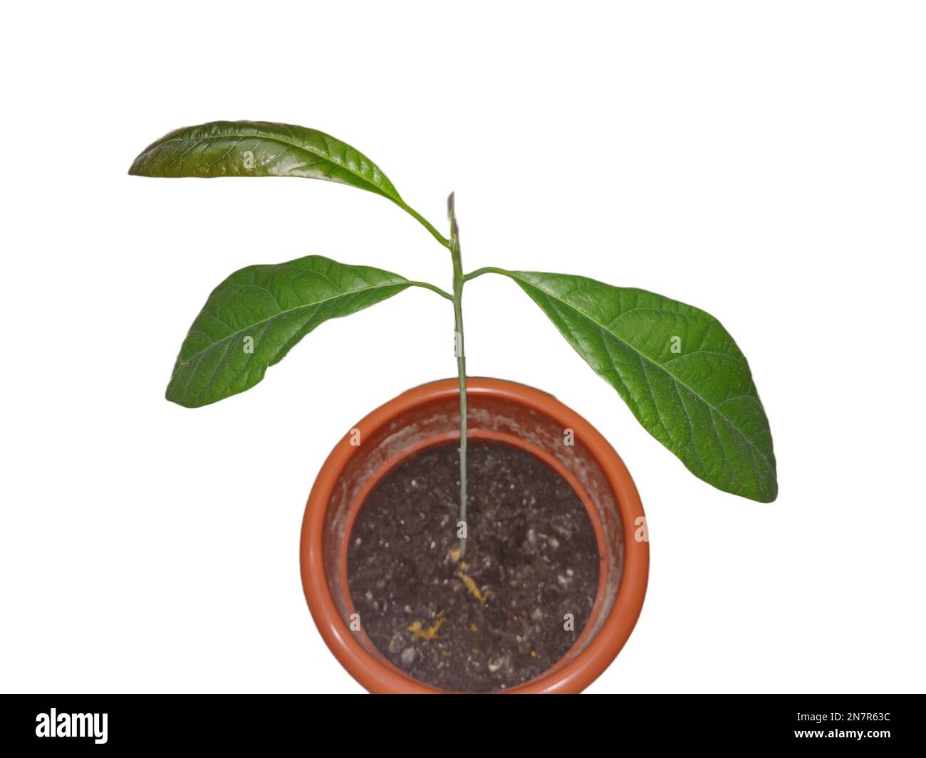 Avocado plant. Small avocado tree with leaves during growth Stock Photo ...