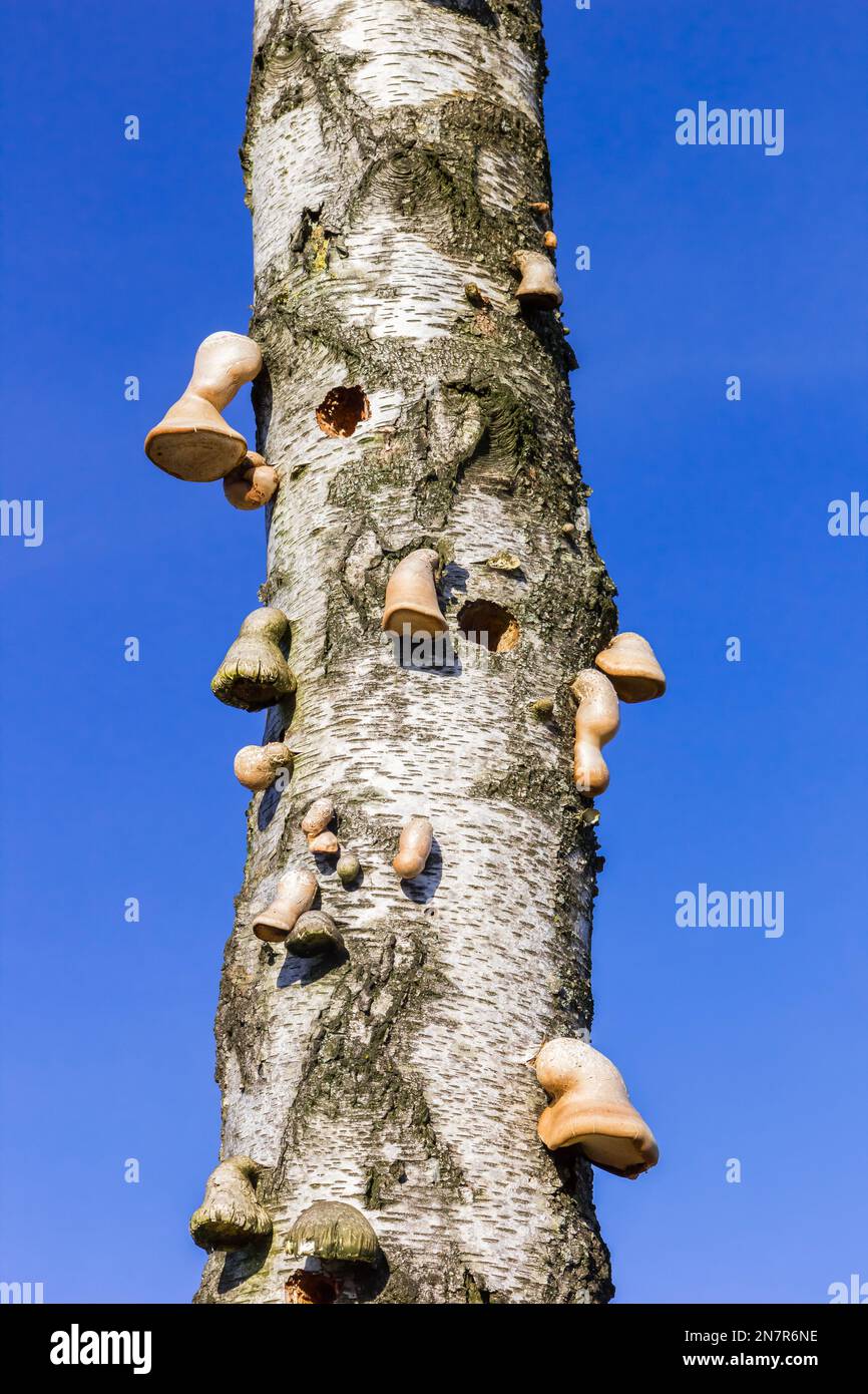 Horse hoof fungus (fomes fomentarius) on a birch tree in Drents Friese ...