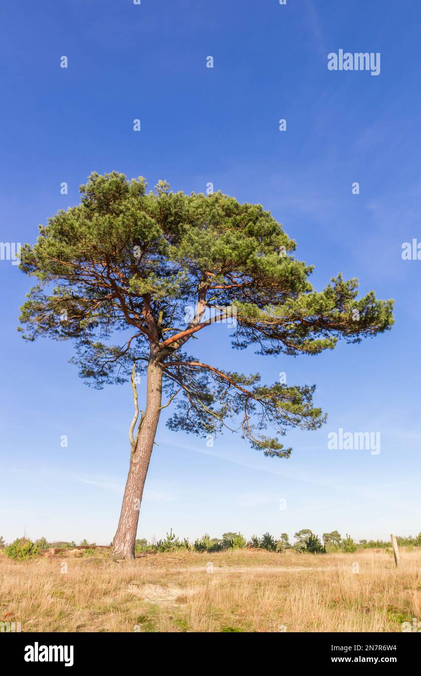 Scots pine (pinus sylvestris) tree in the heather fields of Drents ...