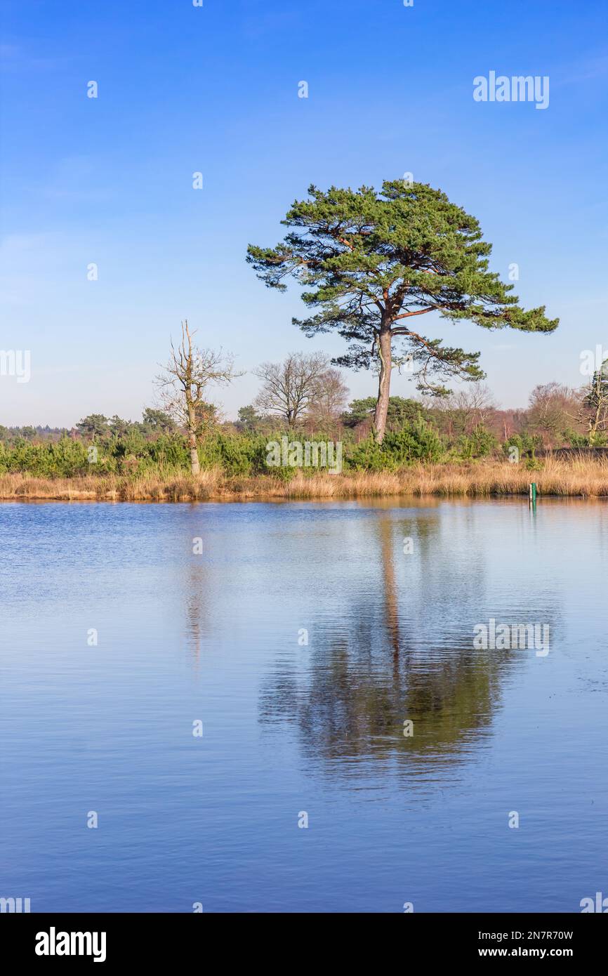 Scots pine (pinus sylvestris) tree at the lakeside in Drents Friese ...