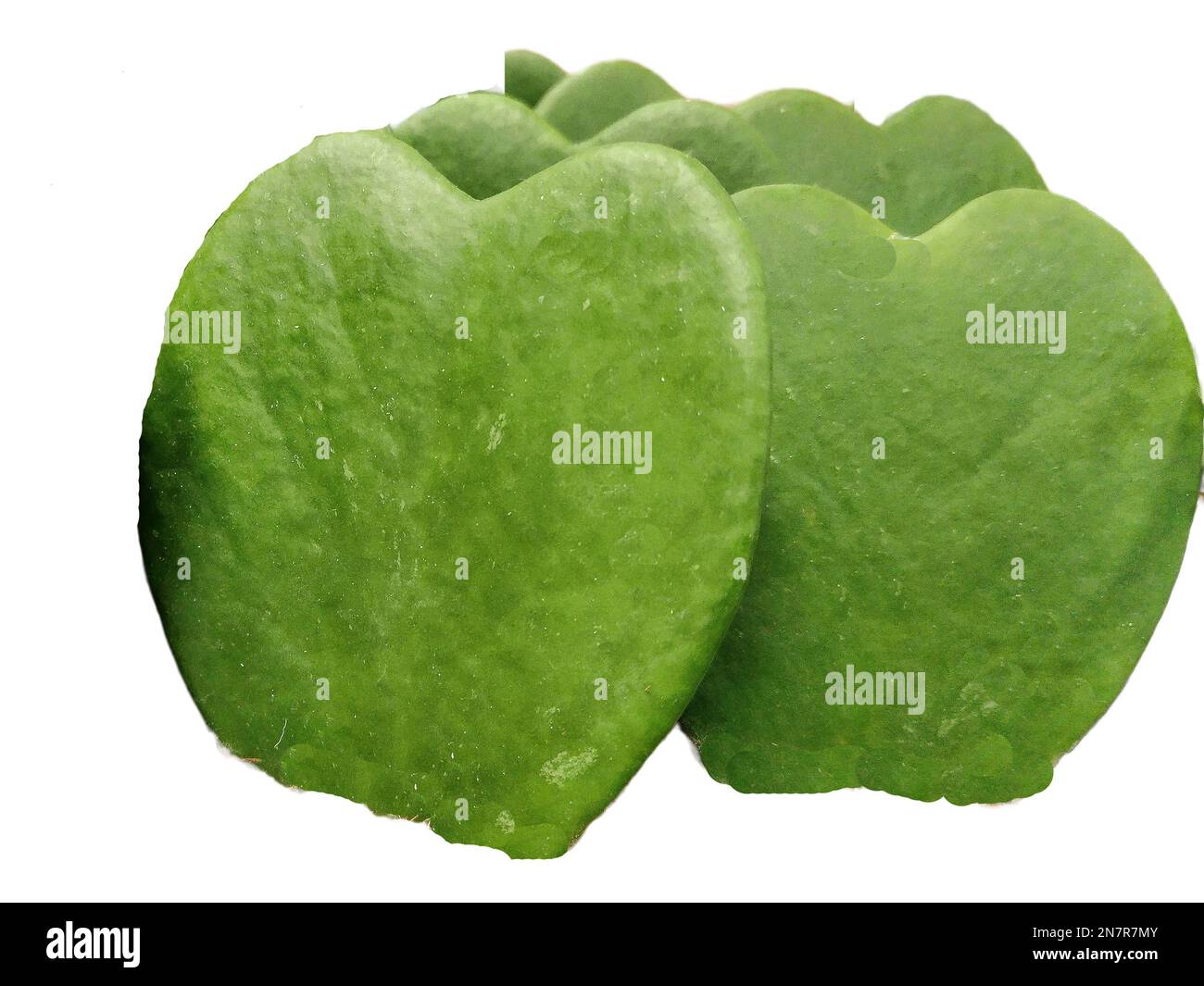 Sweetheart Plant isolated on white. Hoya kerrii plant Stock Photo - Alamy