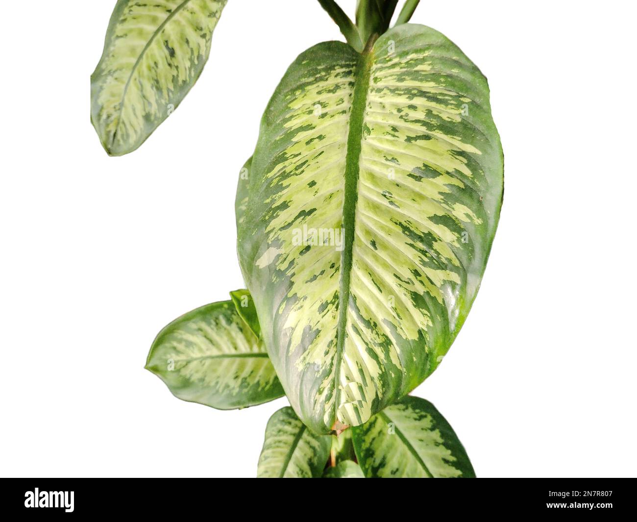 Dumb cane plant isolated on white. Dieffenbachia seguine plant Stock ...