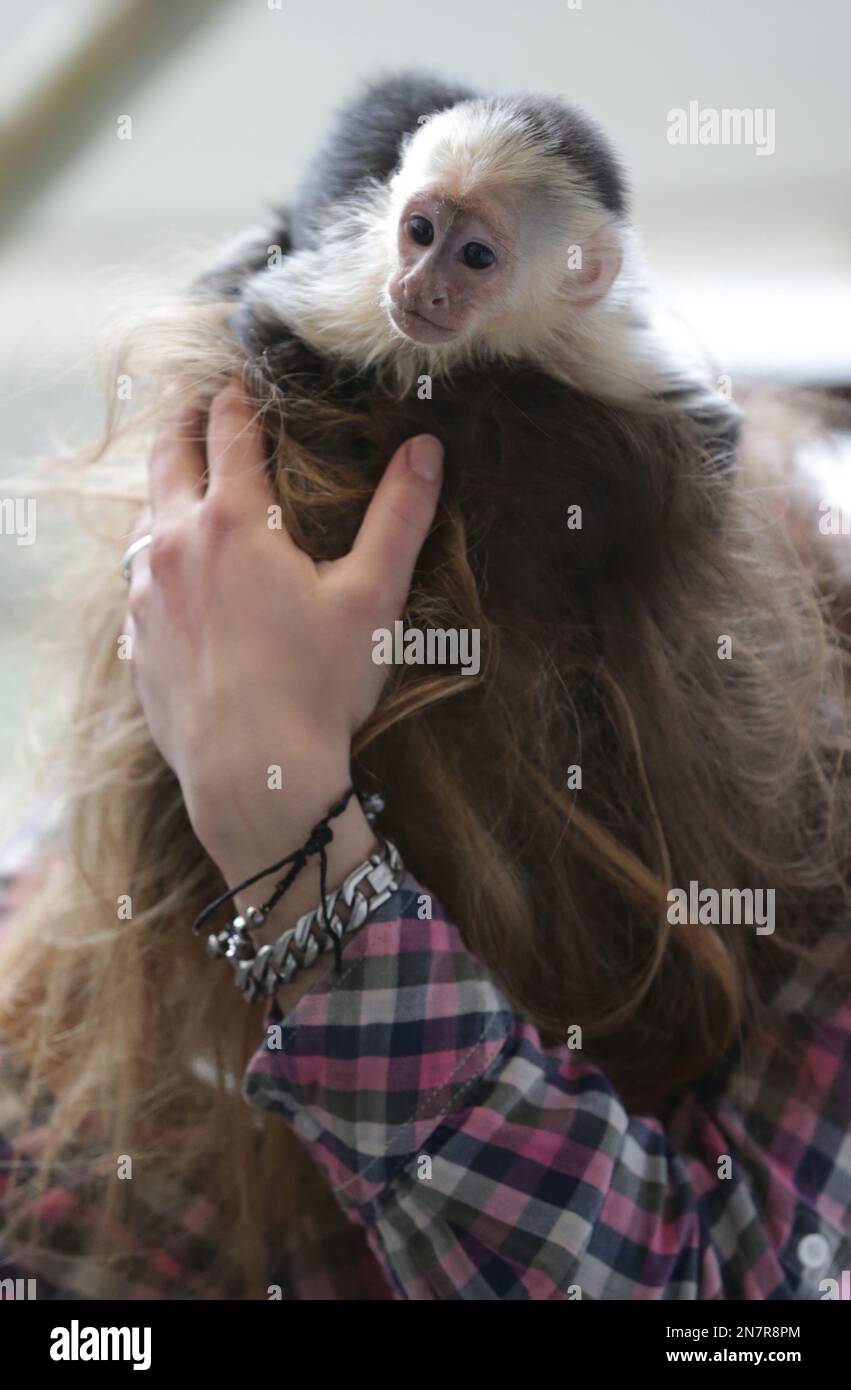 Capuchin monkey 'Mally" sits on the head of an employee in an animal ...