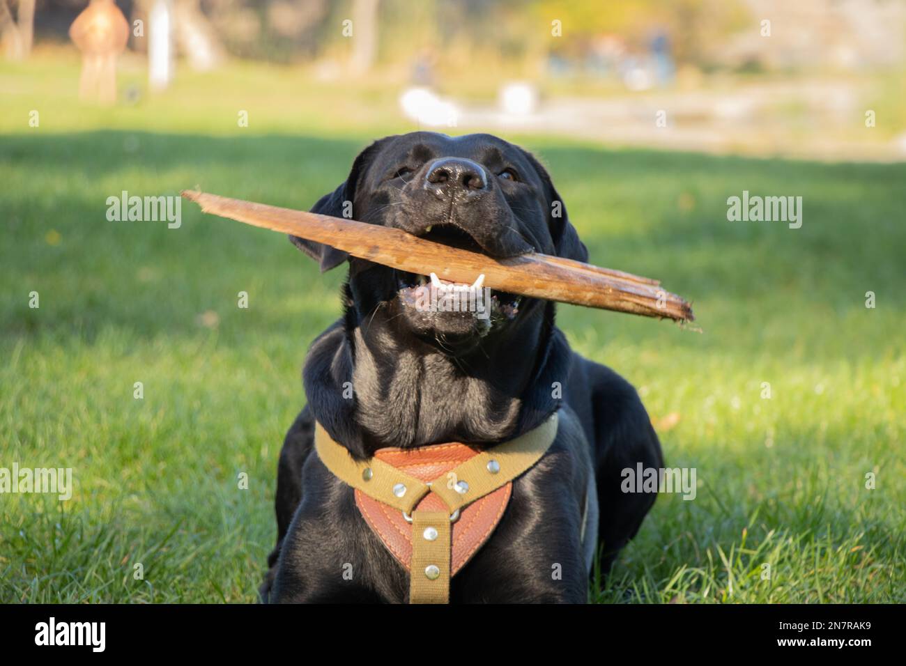 adult black labrador in parks for walks in the spring in ukraine during ...